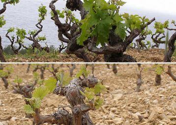 Wines Carić, Svirče, Hvar | Hvar Winemakers